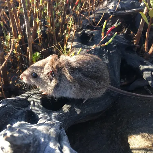 Marsh Rice Rats In Central Florida Florida Wildlife Trappers